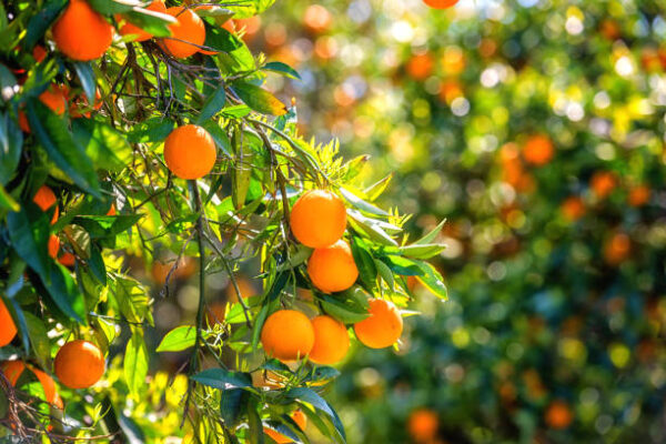 Produtividade da Laranja: Estudo inédito analisa produtividade em ...